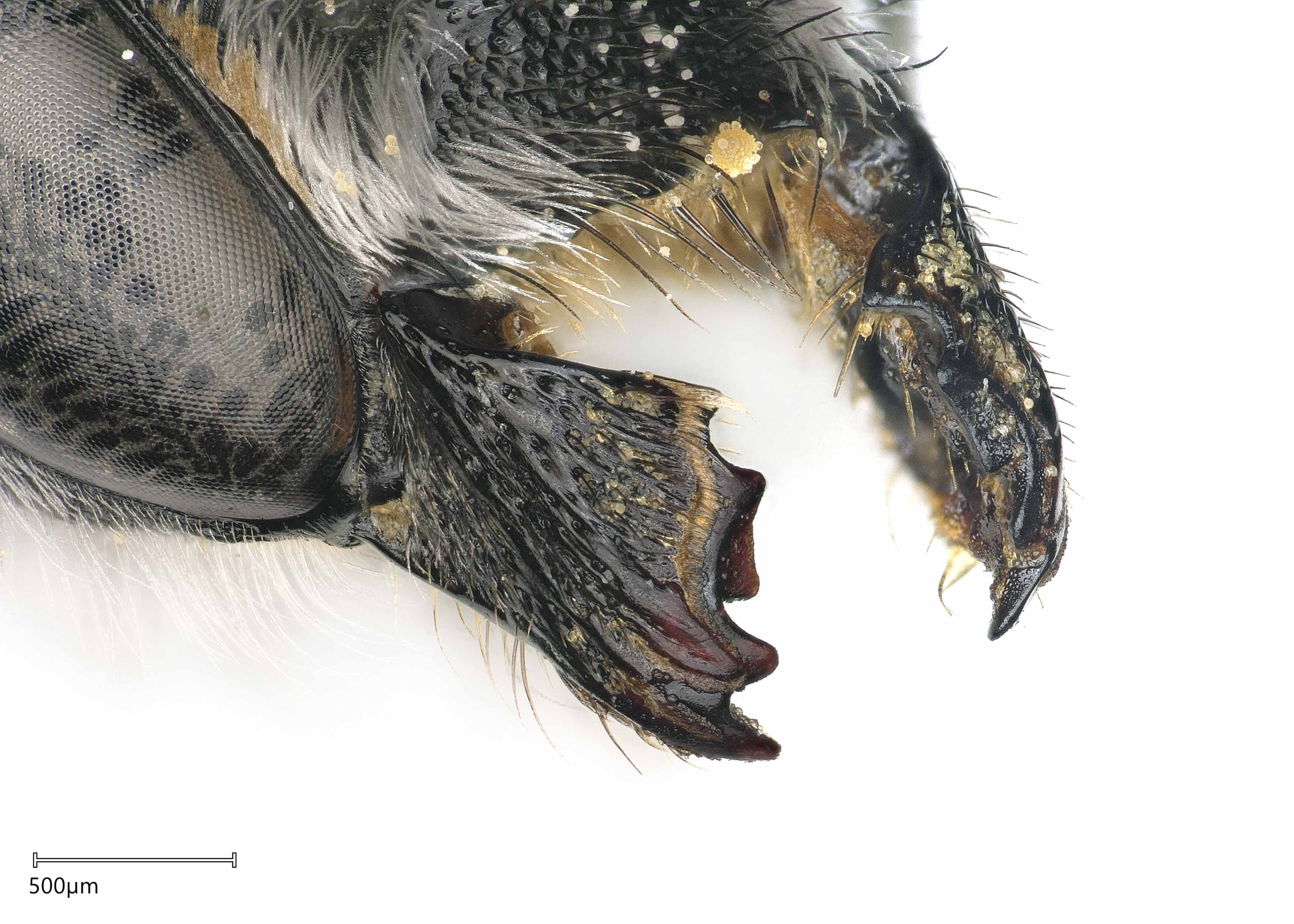Megachile #40; Sayapis #41; | Exotic Bee ID